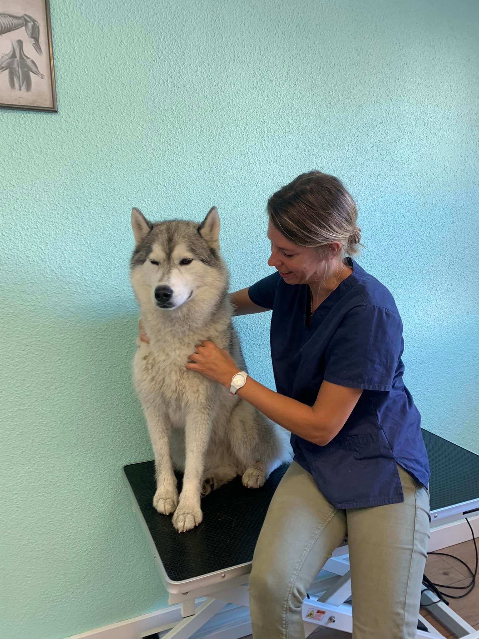 Gestion du Surpoids chez les Animaux de Compagnie | Rôle Clé de l ...