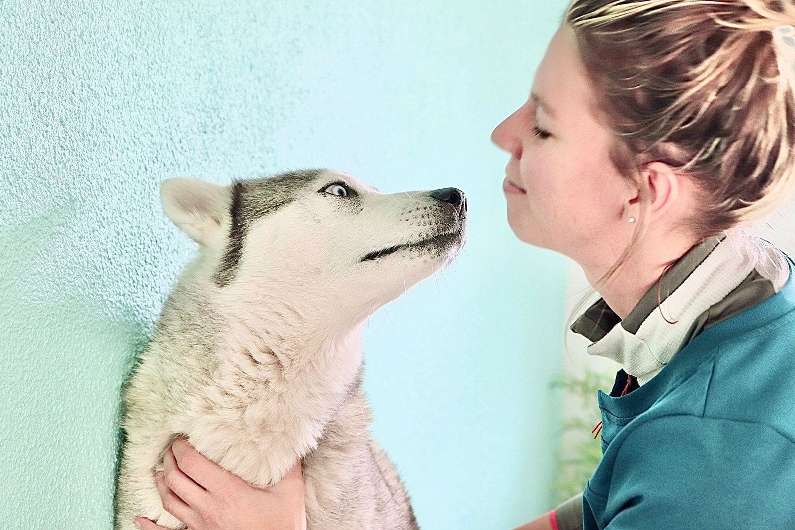 Ostéopathie pour Équins - Ostéo Animal'Care